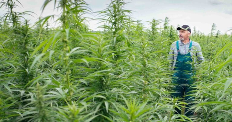 SBA’s New Policy Excludes Hemp Businesses from Loan Programs - WeedMan