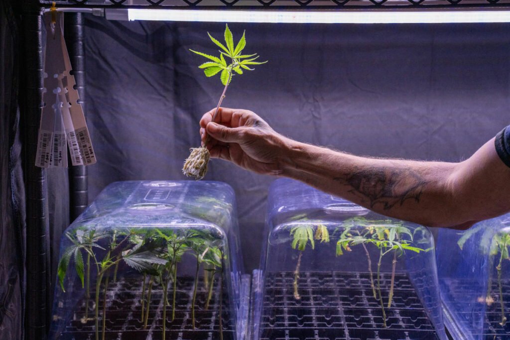 New Mexico's Cannabis Boom Competes with Chile Farming - WeedMan